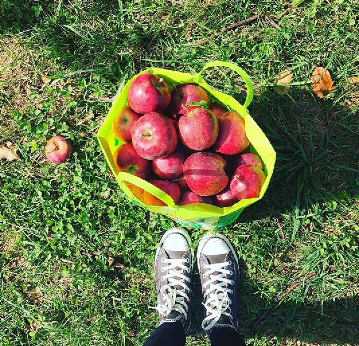 Apple Picking - Wright's Farm
